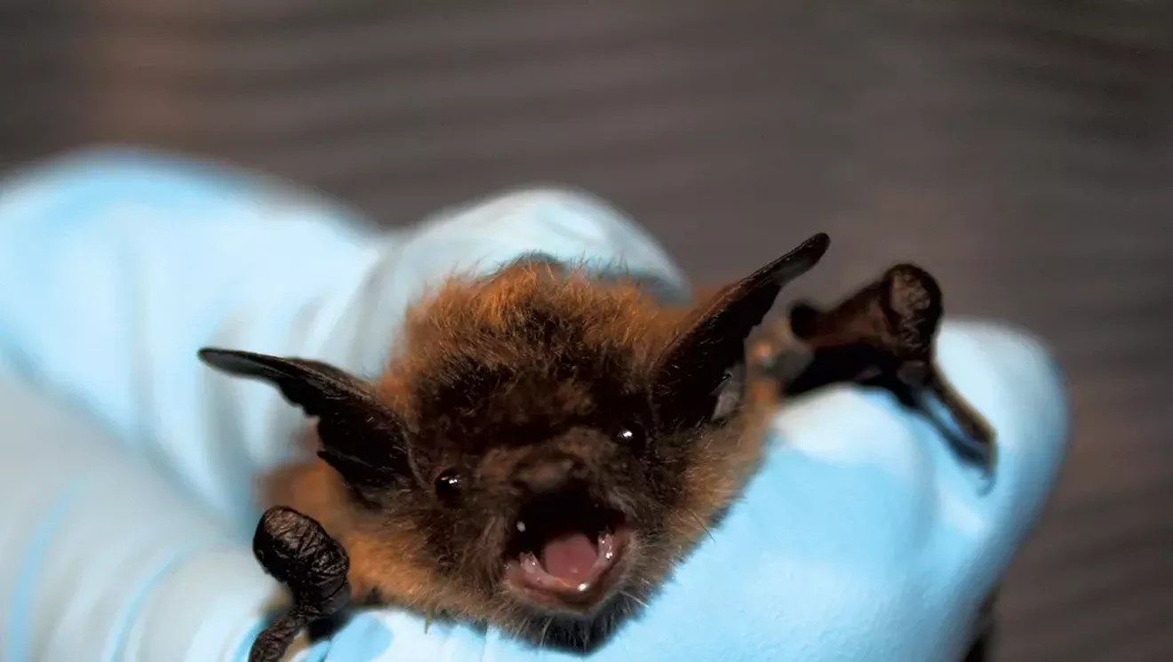 Vermont Fails to Protect Bats from Pesticides, Suit Claims | Off Message