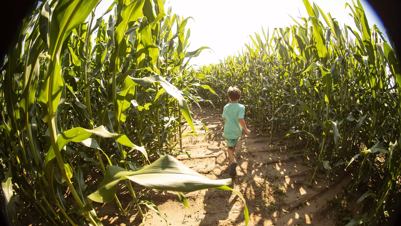 Conquering the Corn Maze at Sam Mazza's | Seven Days Vermont
