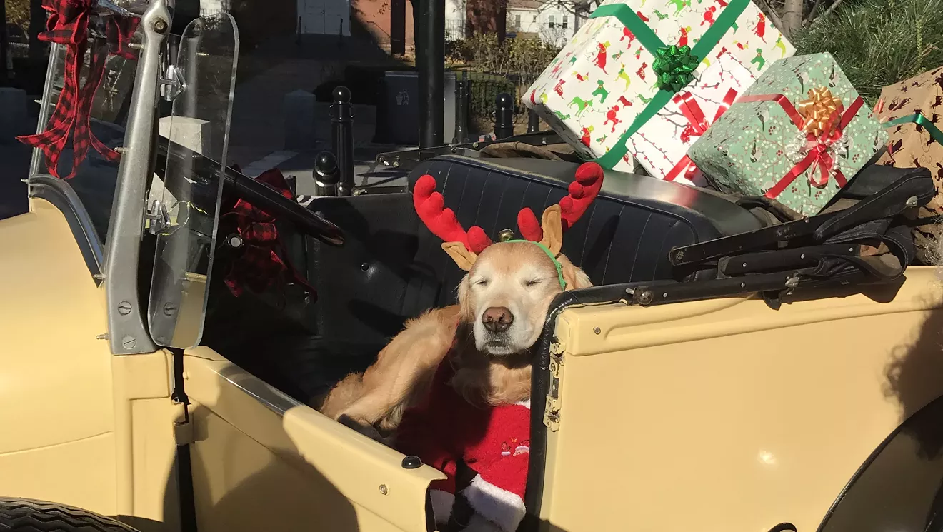 World Gotcha Down? Go Nuzzle Molson the Dog | Live Culture