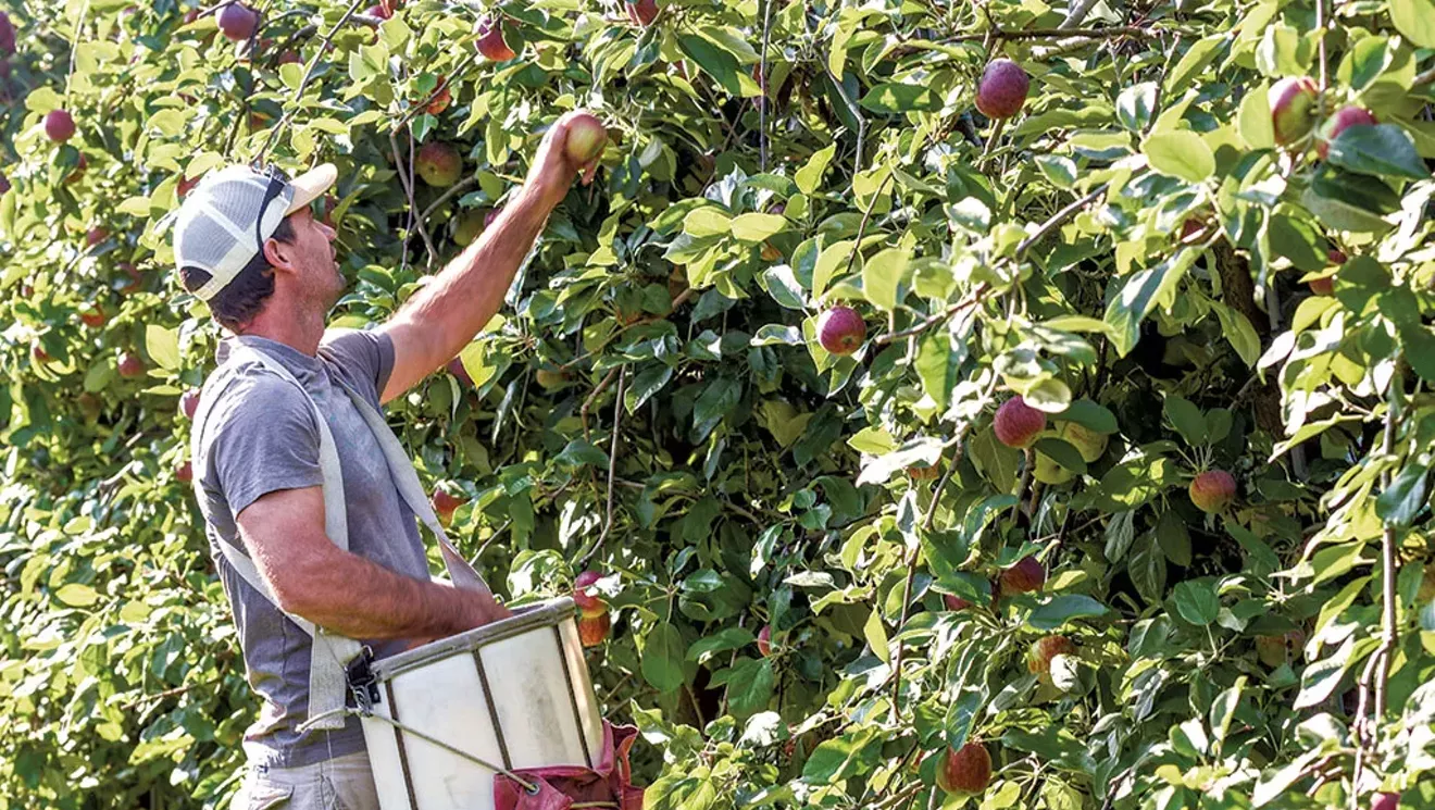 Burtt's Apple Orchard in Cabot Grows Fruit and Community | Seven Days ...