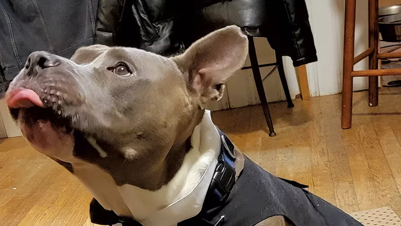 Seeing a Pet Psychic With the Least Telepathic Dog Ever | Seven Days