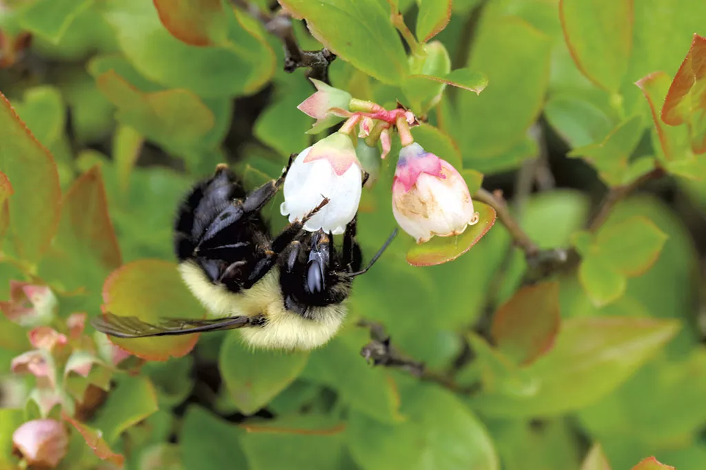 The Vermont Wild Bee Survey Finds and Identifies Hundreds of Species ...