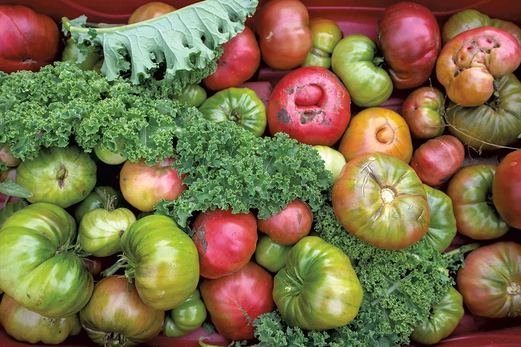 Urban Farmer Cultivates Produce and Gratitude at Berlin's Khelcom Farm ...
